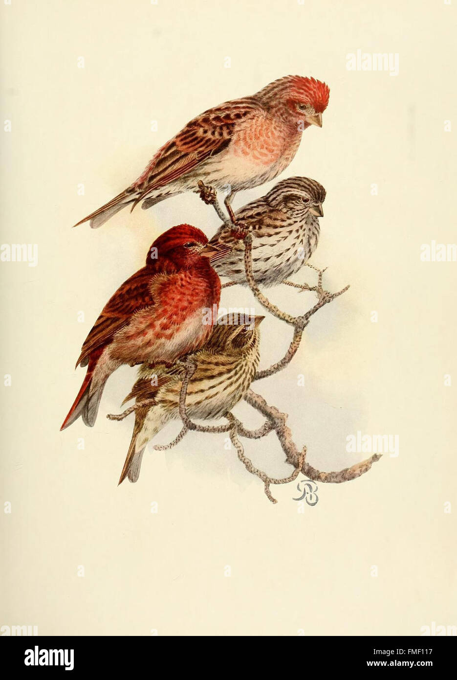 'The Birds of California' presents a detailed study of the state's bird ...