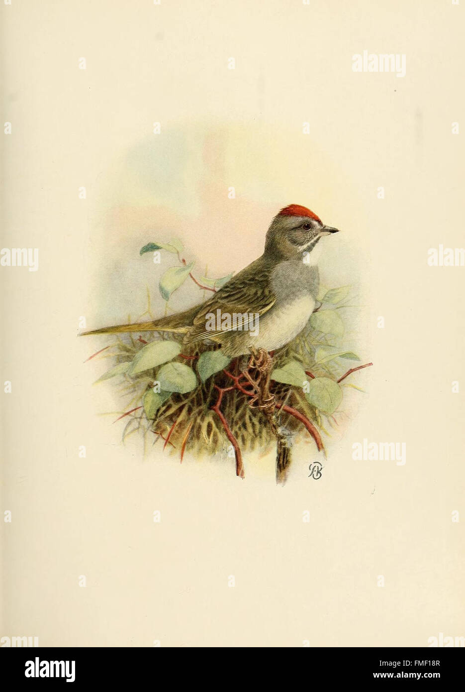 Plate 32 from *The Birds of California* showcases detailed ...