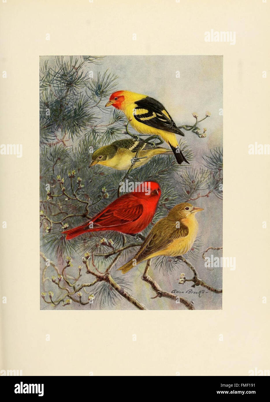 Plate 36 from 'The Birds of California' illustrates various bird ...