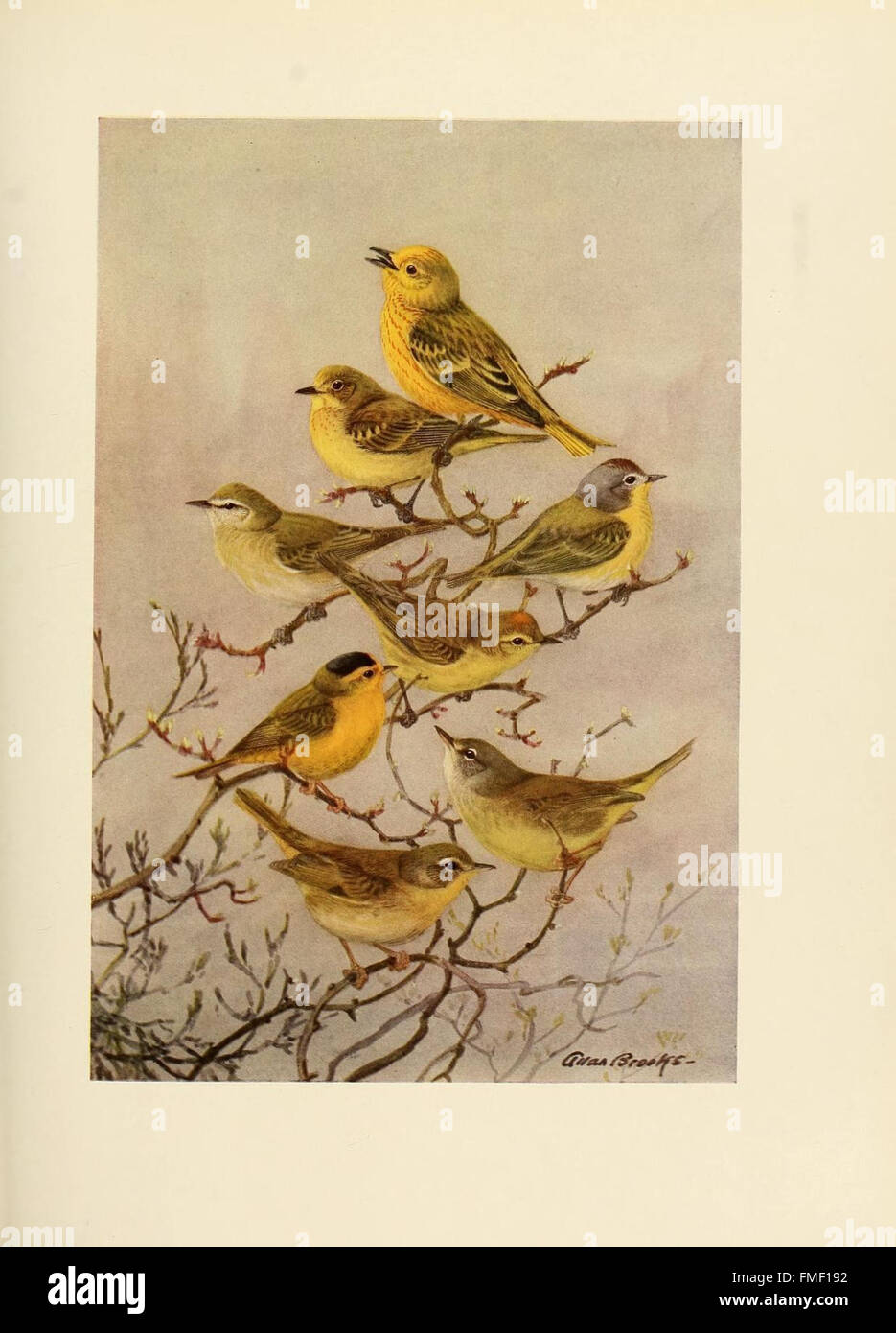 This plate from 'The Birds of California' depicts various bird species ...
