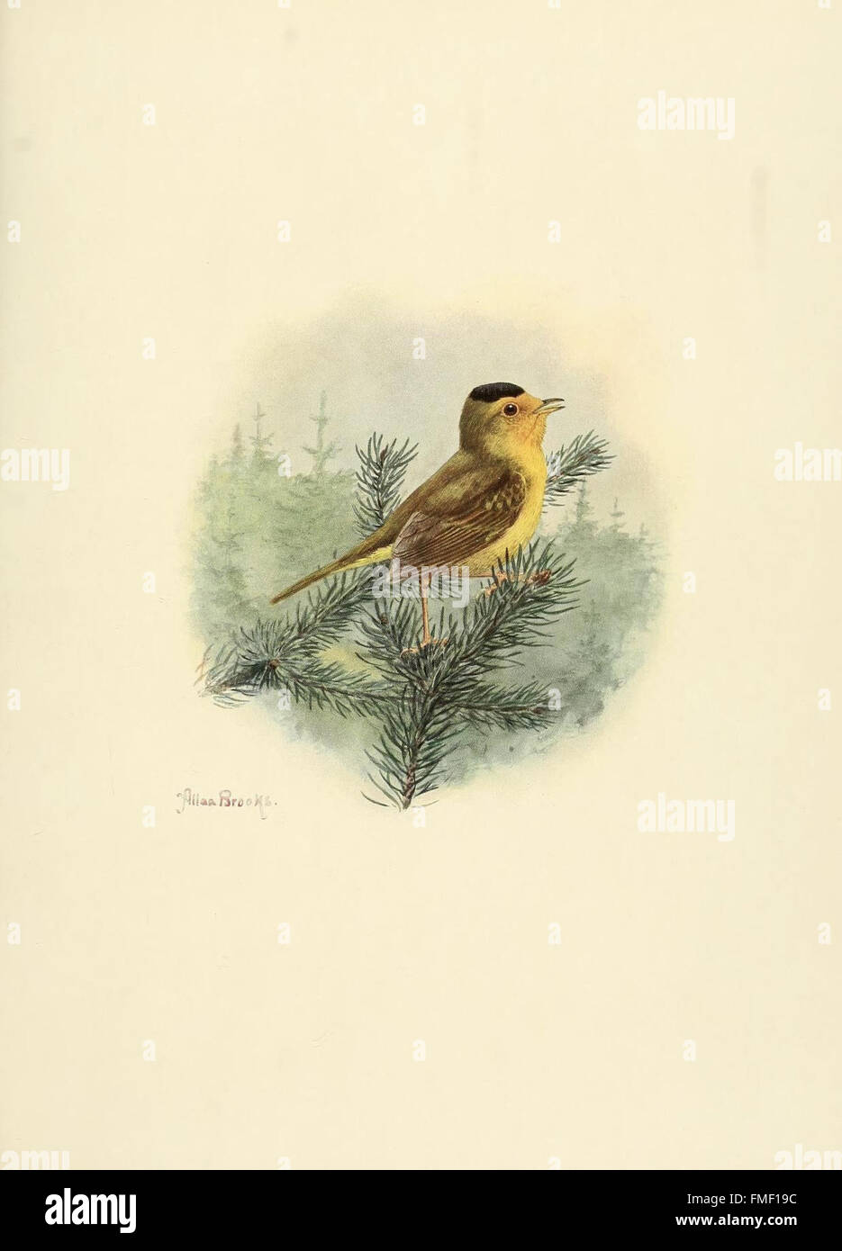 'The Birds of California' (Plate 47) provides an illustrated guide to ...