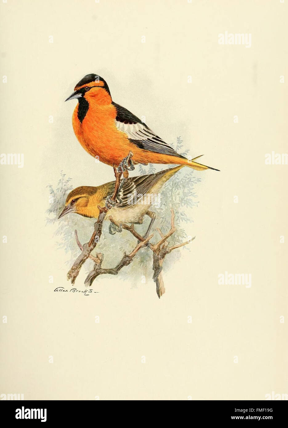 *The Birds of California* (Plate 9) showcases the diverse bird species ...
