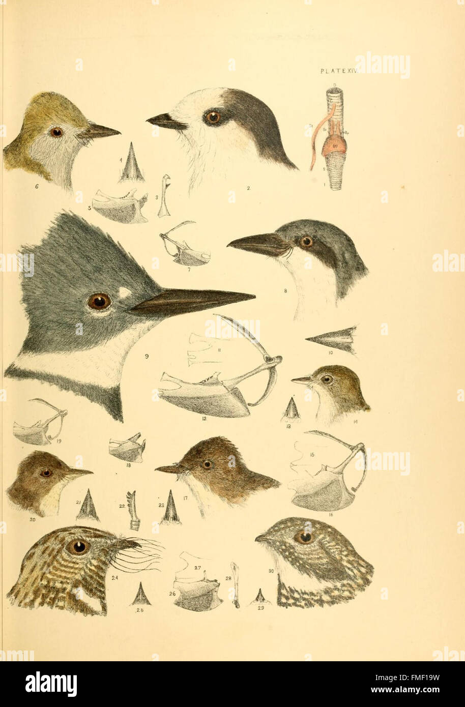 This plate from 'The Birds of Eastern North America' depicts various ...