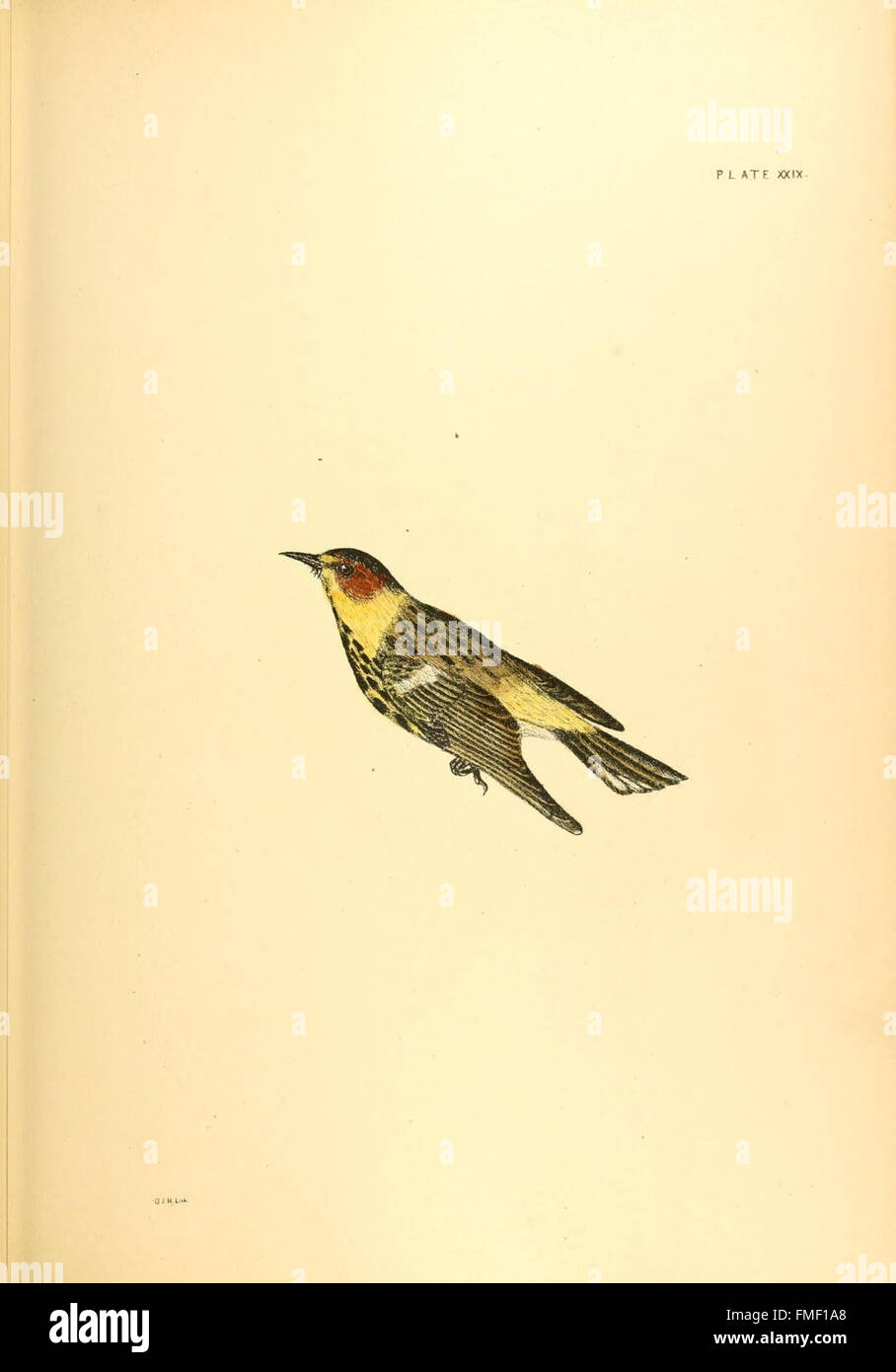 This plate from 'The Birds of Eastern North America' showcases bird ...
