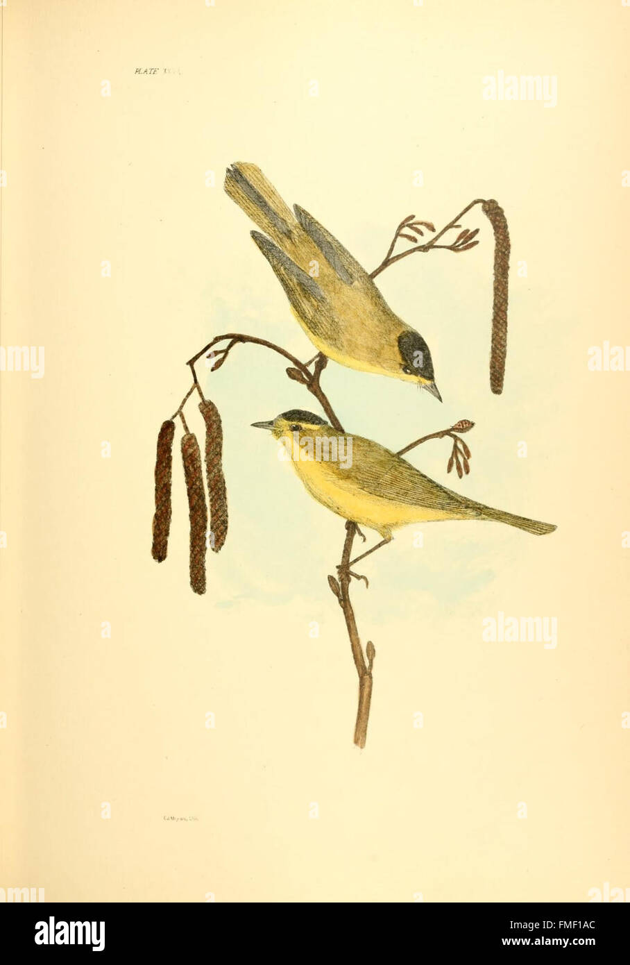 This plate from 'The Birds of Eastern North America' showcases various ...