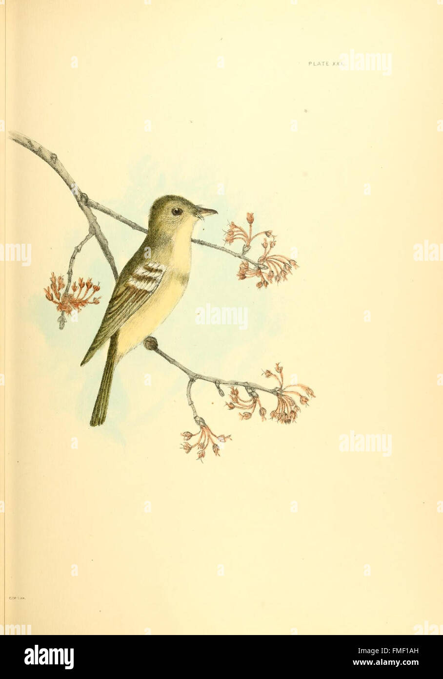 Plate XXX of *The Birds of Eastern North America* features detailed ...