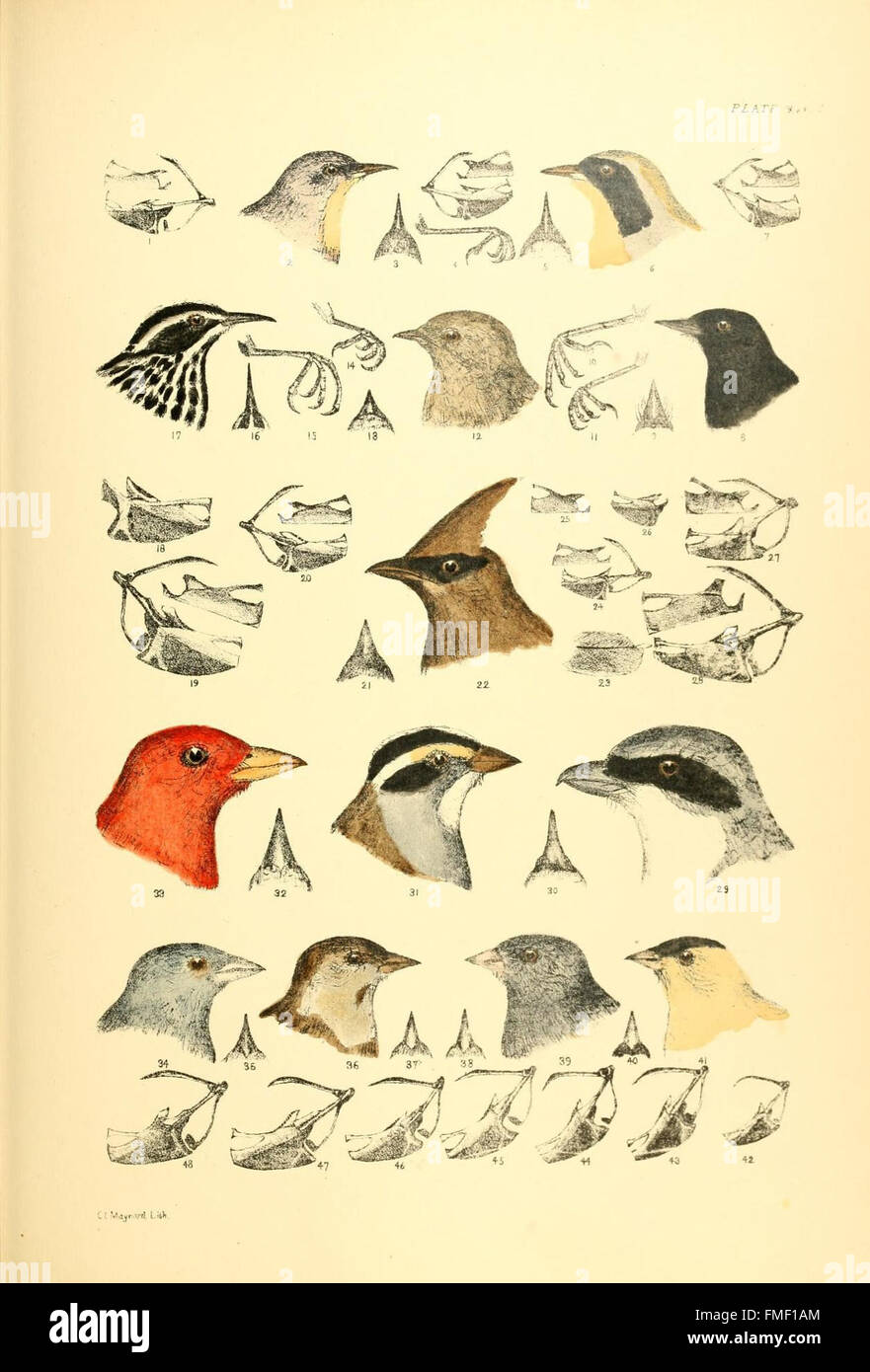 Plate XXXIV from 'The Birds of Eastern North America' presents detailed ...