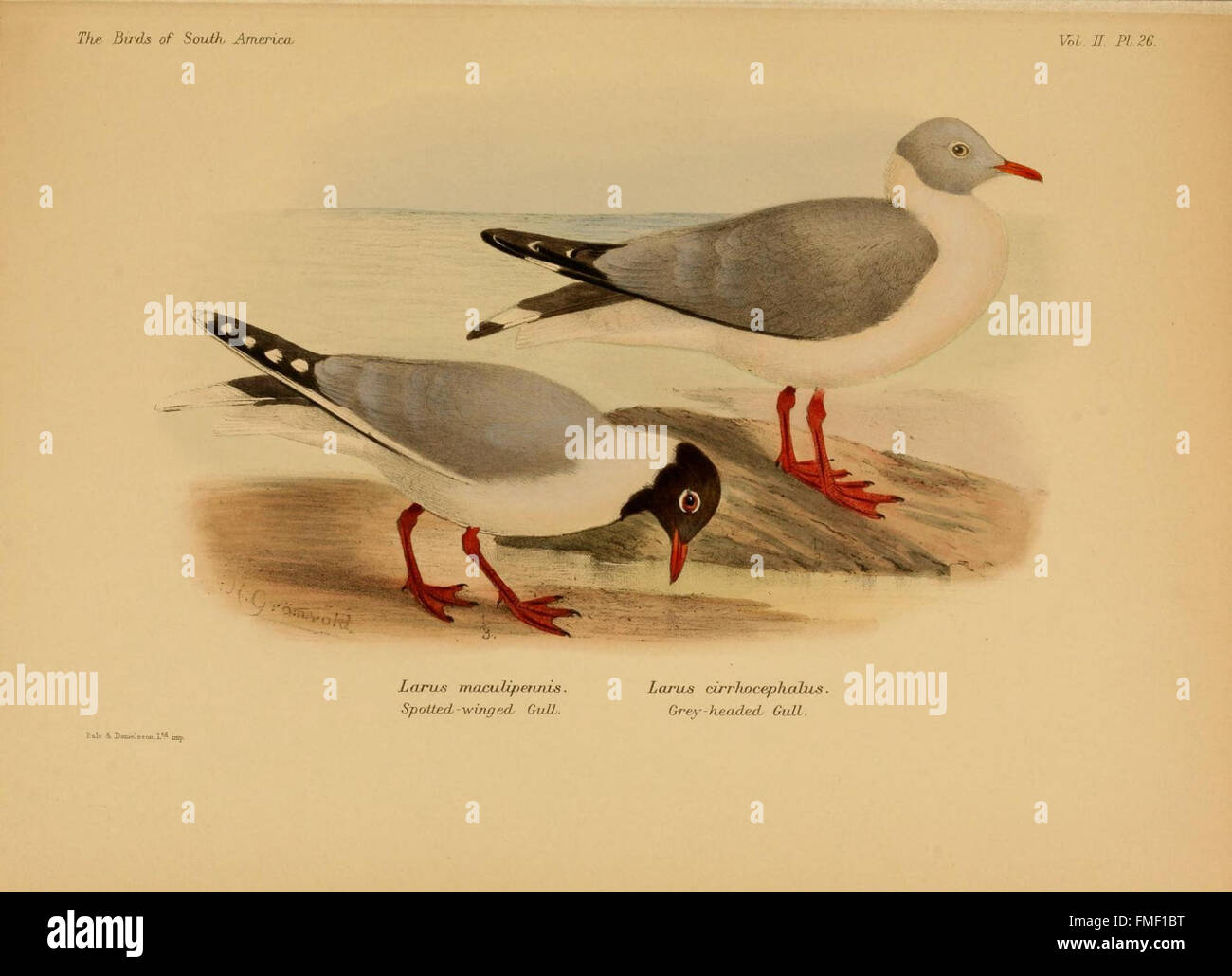 Plate 26 from 'The Birds of South America' presents a variety of South ...