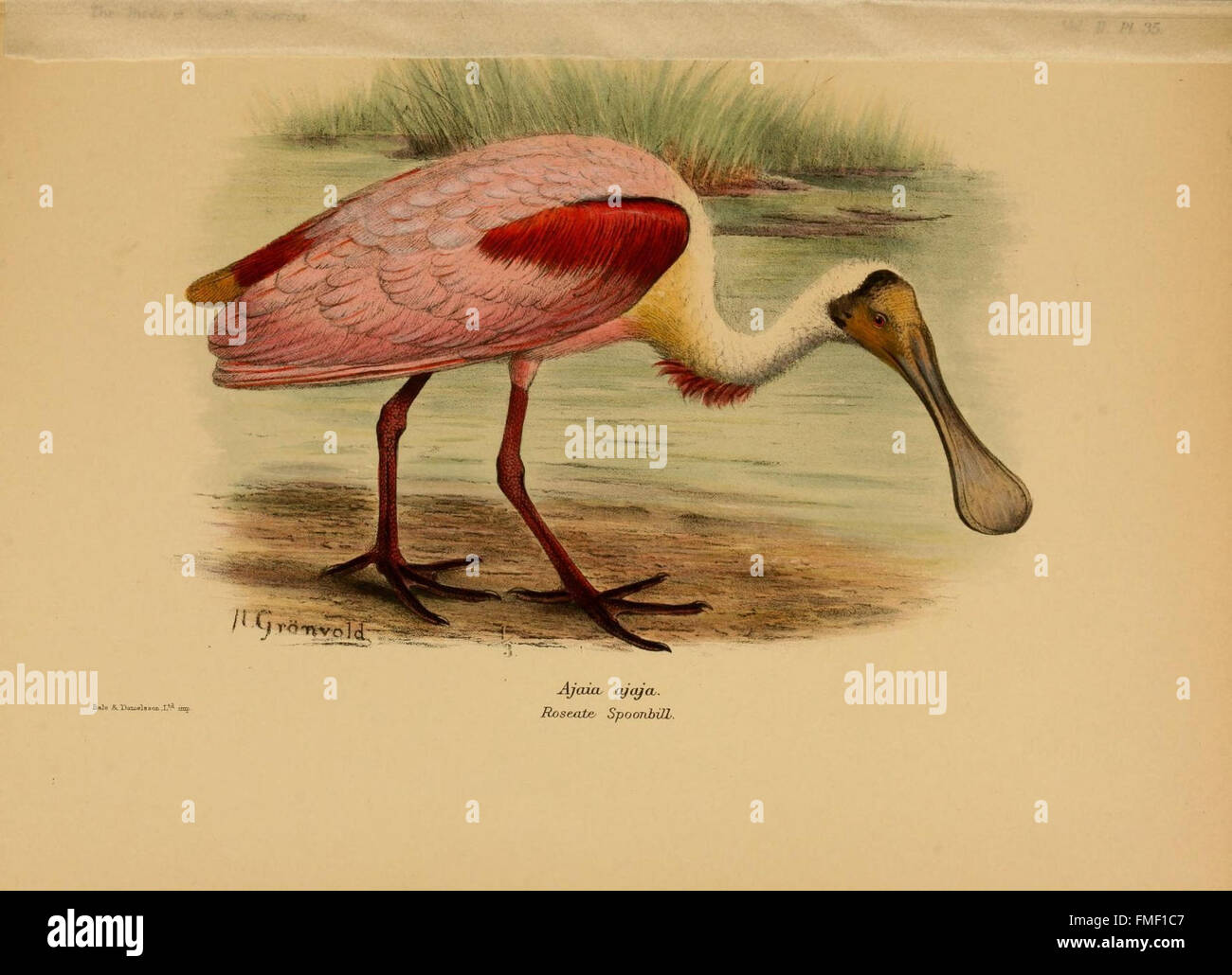 Plate 35 from 'The Birds of South America' depicts the diversity of ...