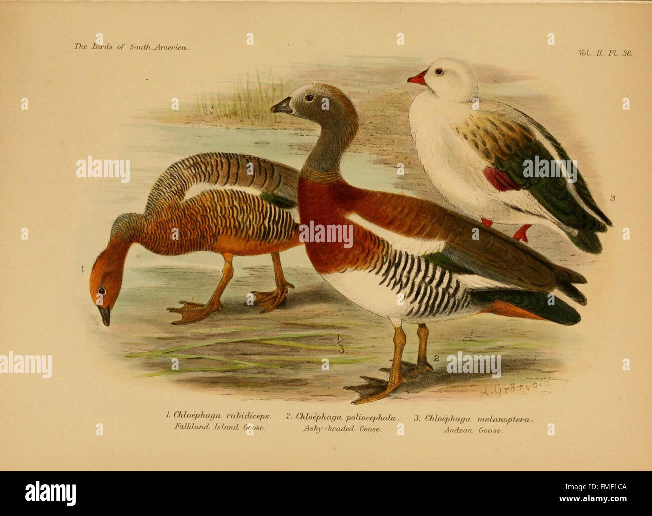 Plate 36 from 'The Birds of South America' depicts a variety of bird ...