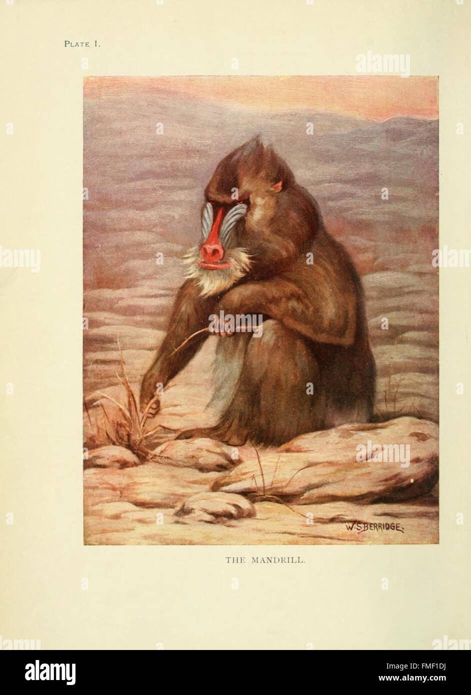 An illustration from 'The Book of the Animal Kingdom' depicting various ...
