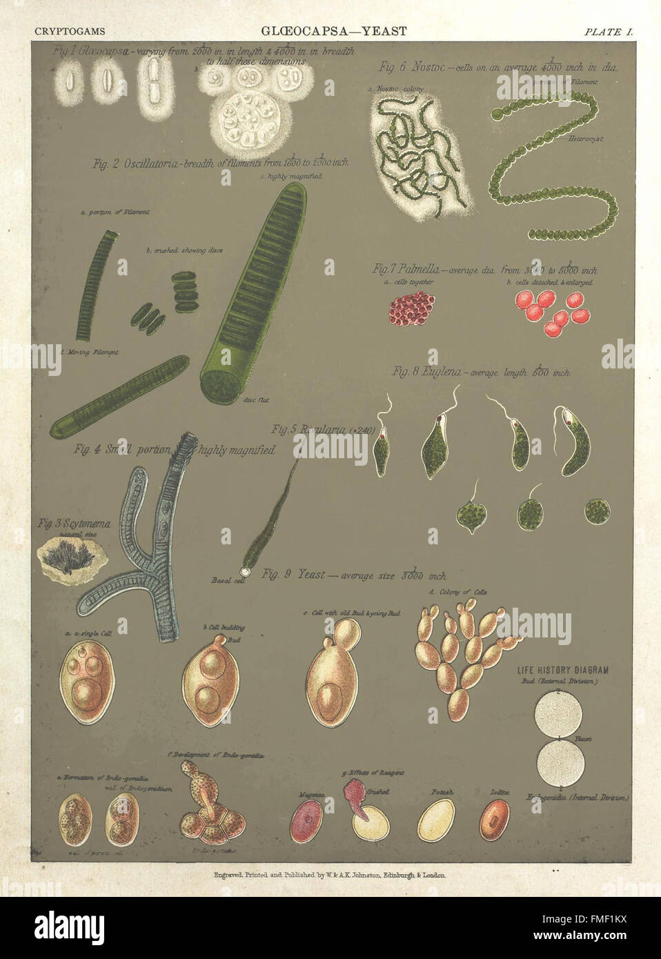 Plate I of 'The Botanical Atlas' provides detailed botanical ...