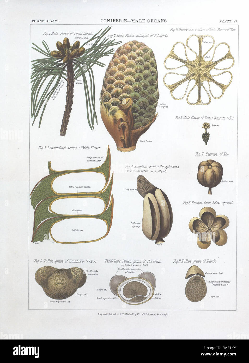 Plate II from 'The Botanical Atlas' offers a detailed illustration of ...