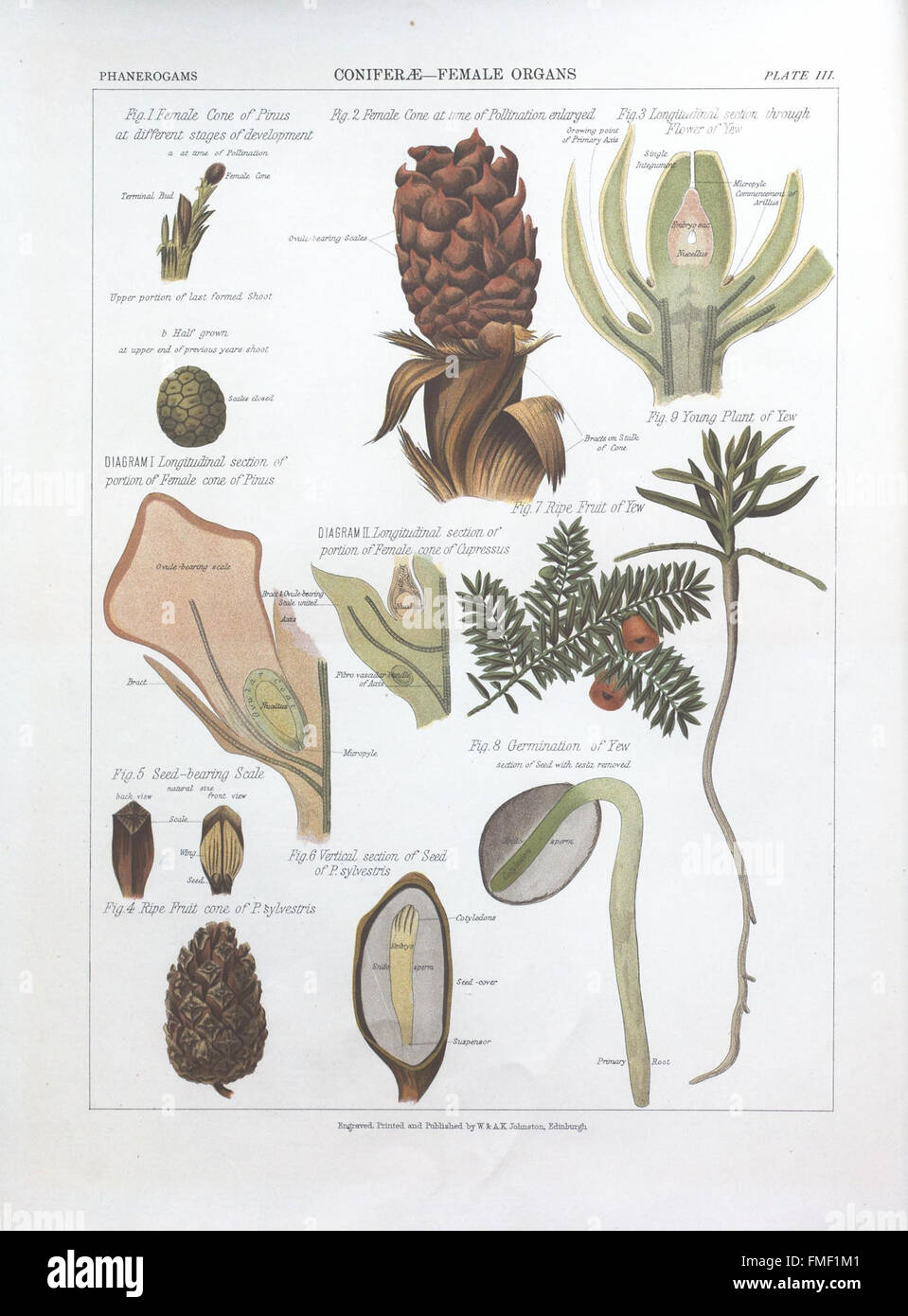 Plate III from 'The Botanical Atlas' features detailed botanical ...