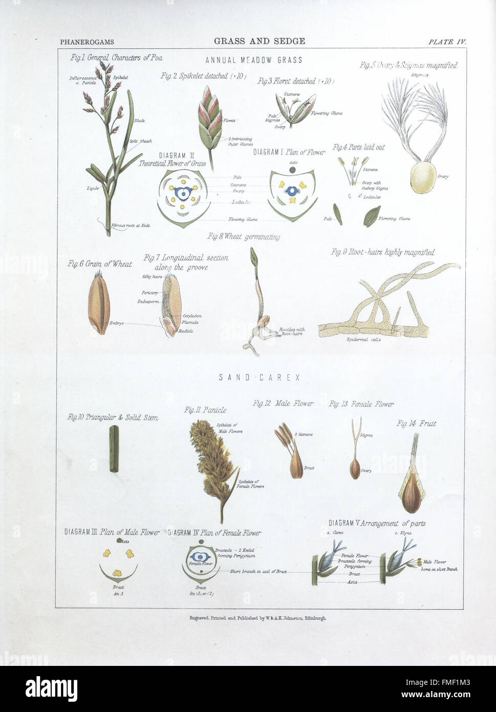 Plate IV from 'The Botanical Atlas' provides illustrations of diverse ...