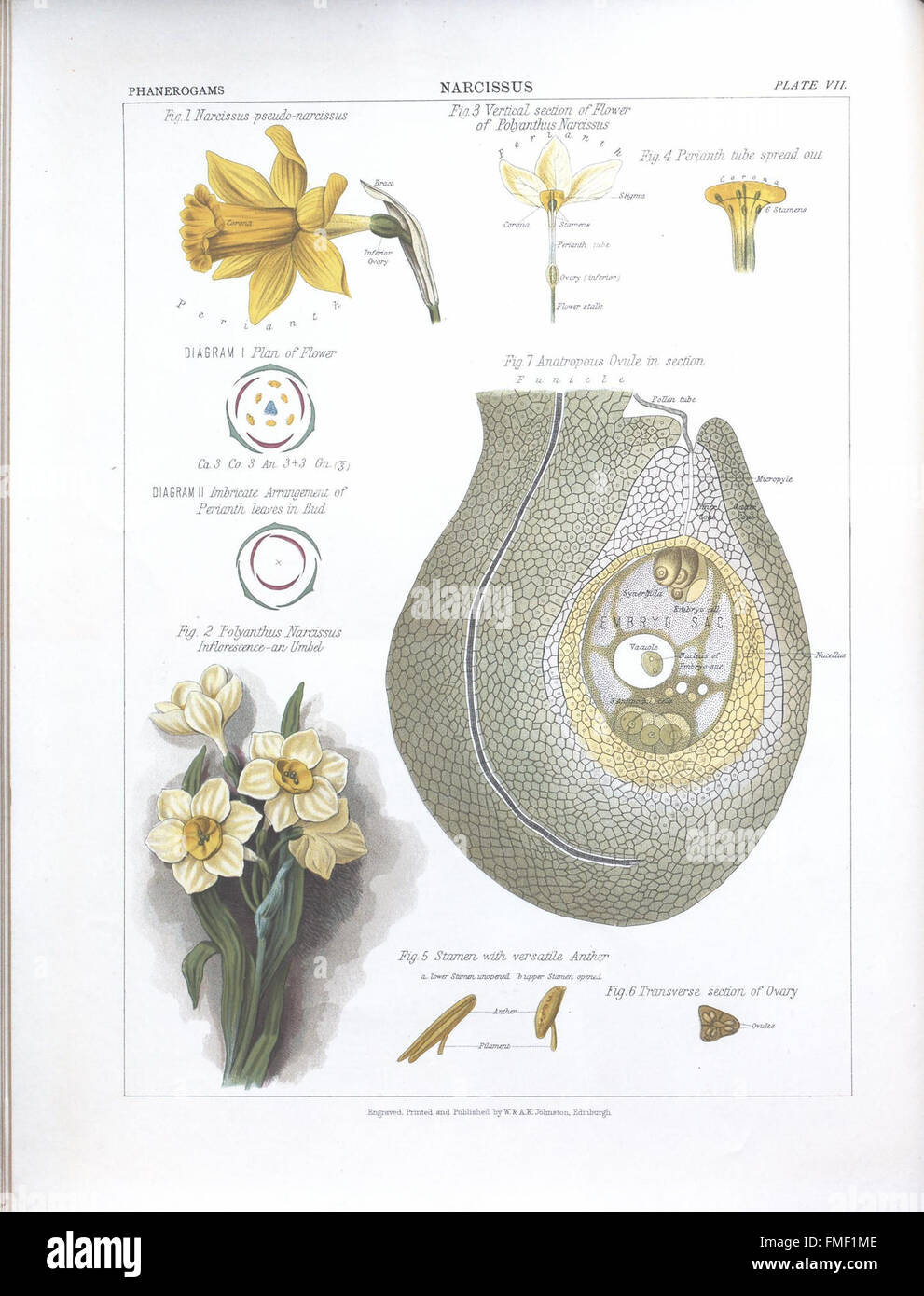 *The Botanical Atlas* is an important botanical work that includes ...