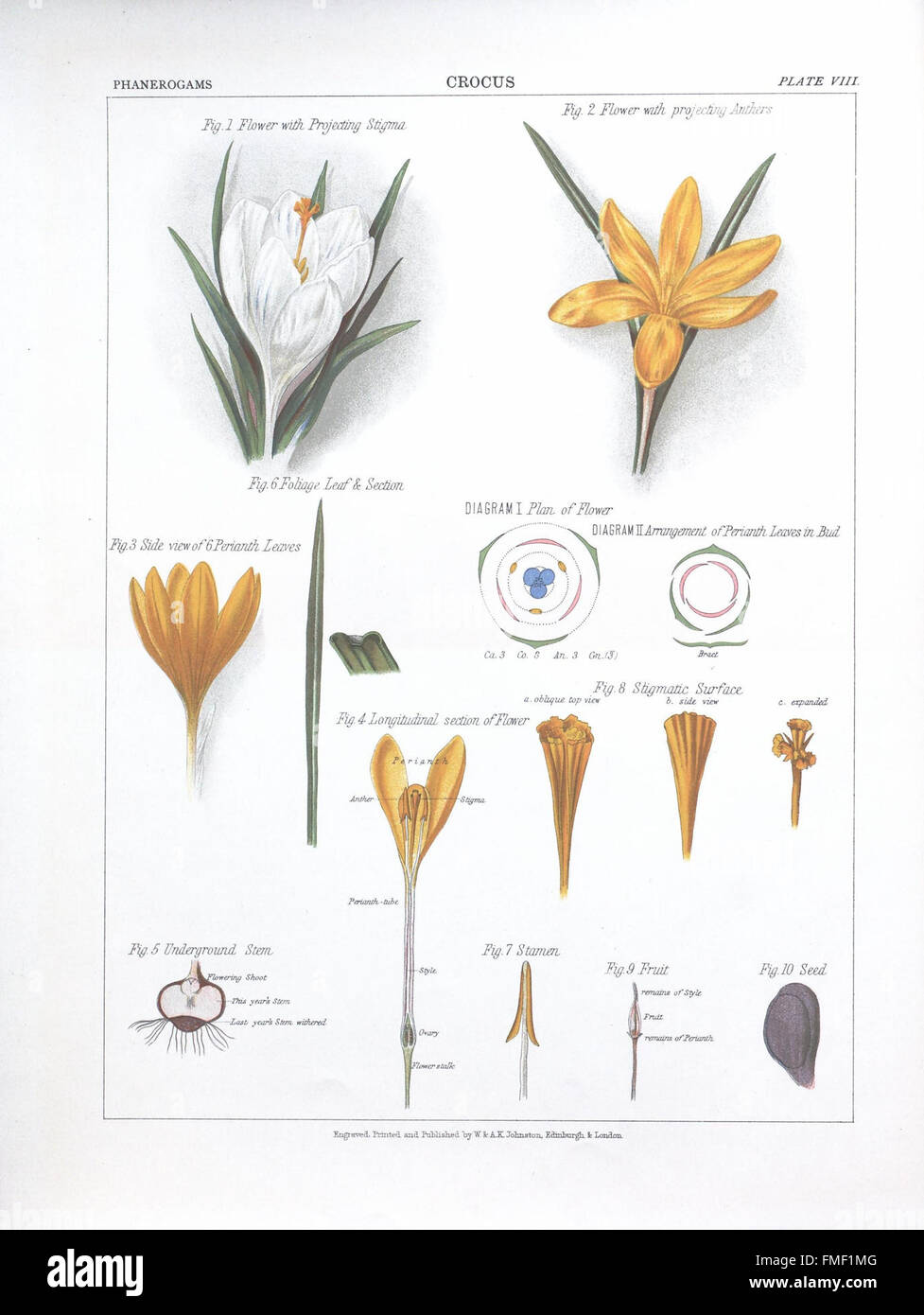 'The Botanical Atlas' (Plate VIII) offers an extensive collection of ...