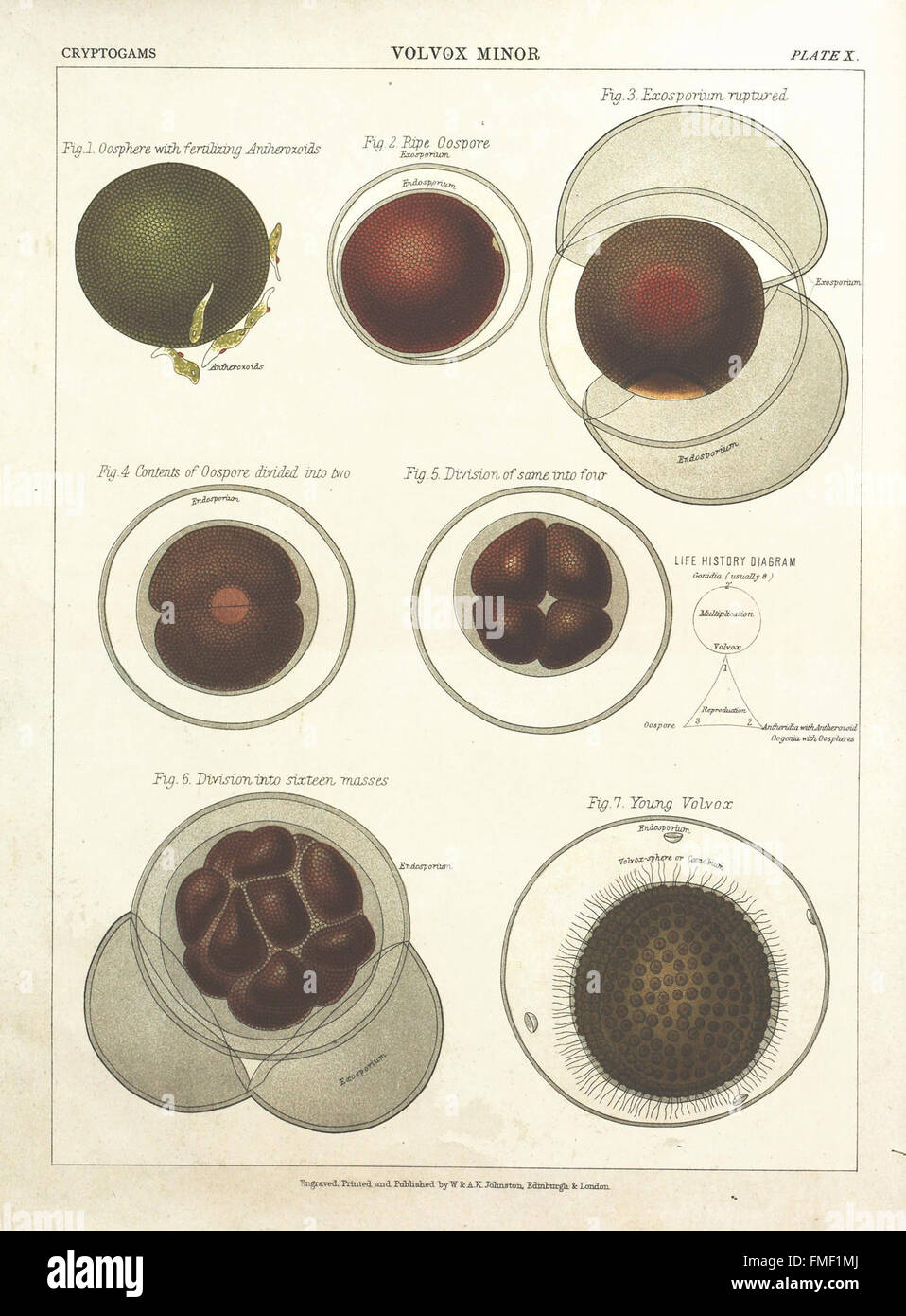 Plate X from 'The Botanical Atlas' features detailed botanical ...