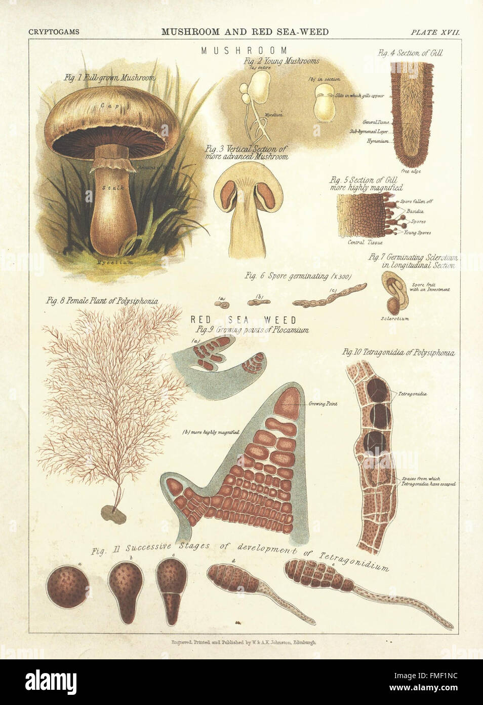 Plate XVII from 'The Botanical Atlas' features detailed illustrations ...