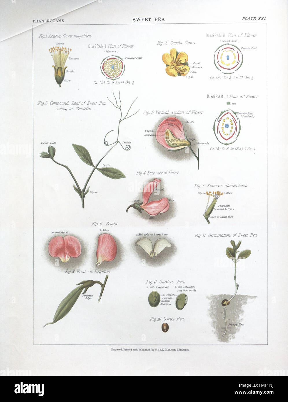 Plate XXI from 'The Botanical Atlas' provides detailed illustrations of ...