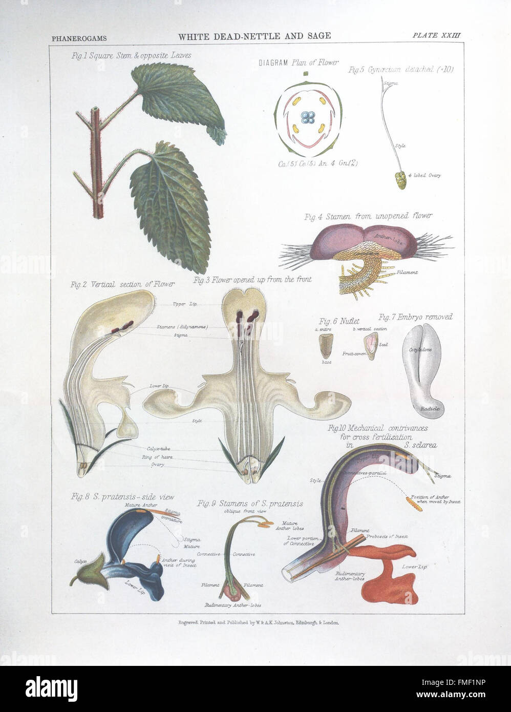 'The Botanical Atlas' (Plate XXIII) provides detailed illustrations and ...