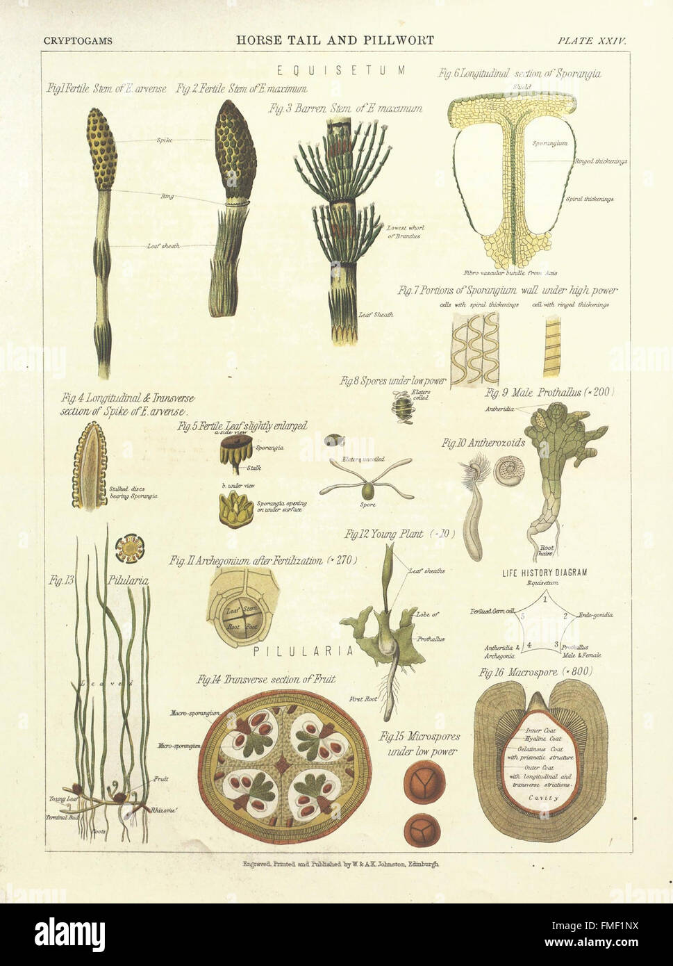 The Botanical Atlas (Plate XXIV) presents a detailed illustration of a ...