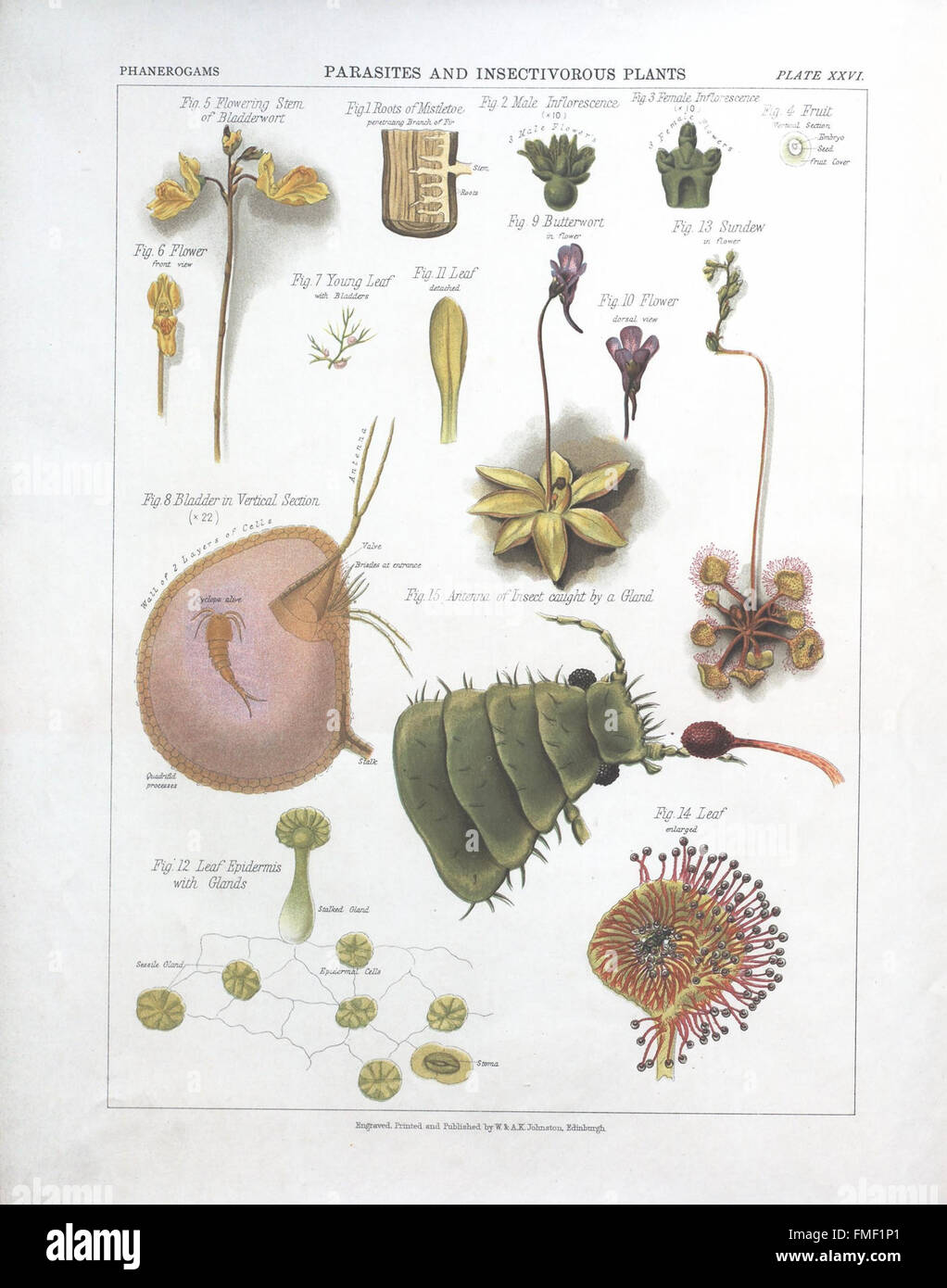 The botanical atlas (Plate XXVI) contains detailed illustrations and ...