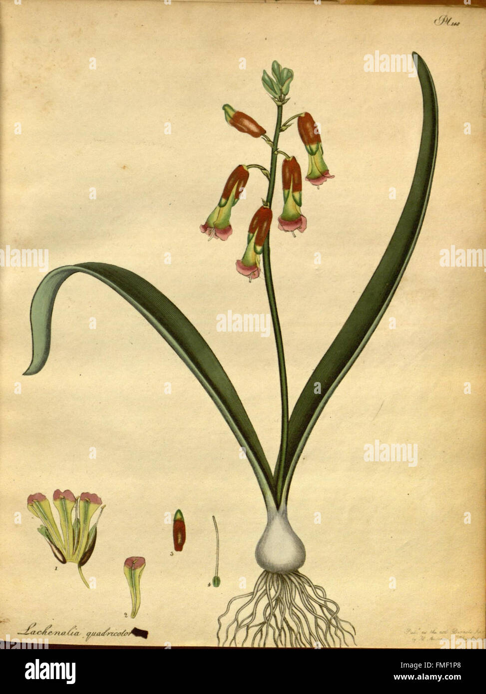 This botanical work, known as 'The Botanist's Repository,' presents ...