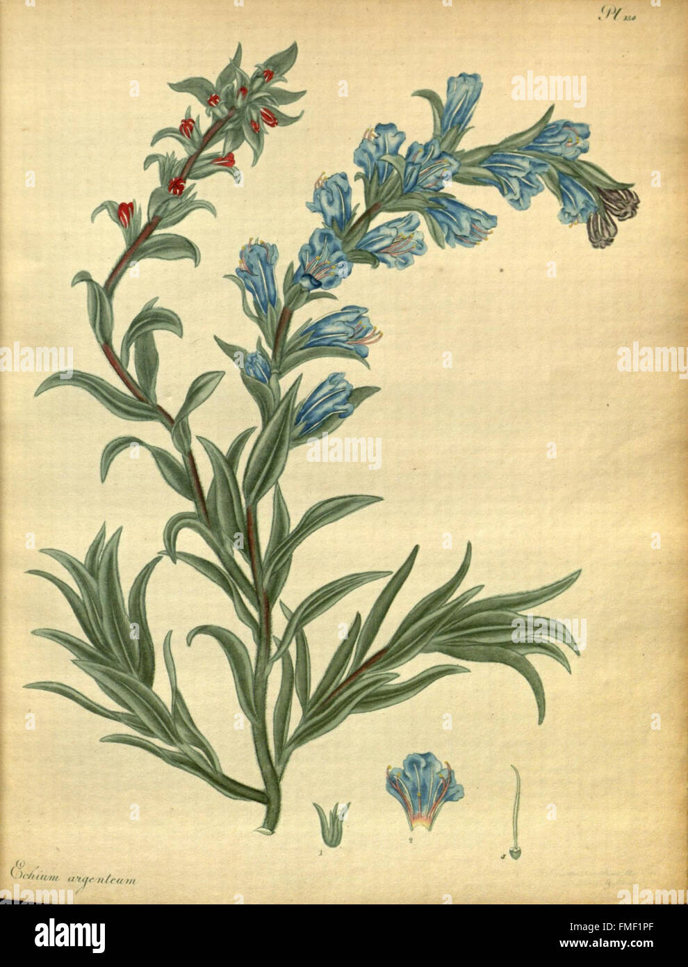 Plate 154 from 'The Botanist's Repository for New and Rare Plants ...