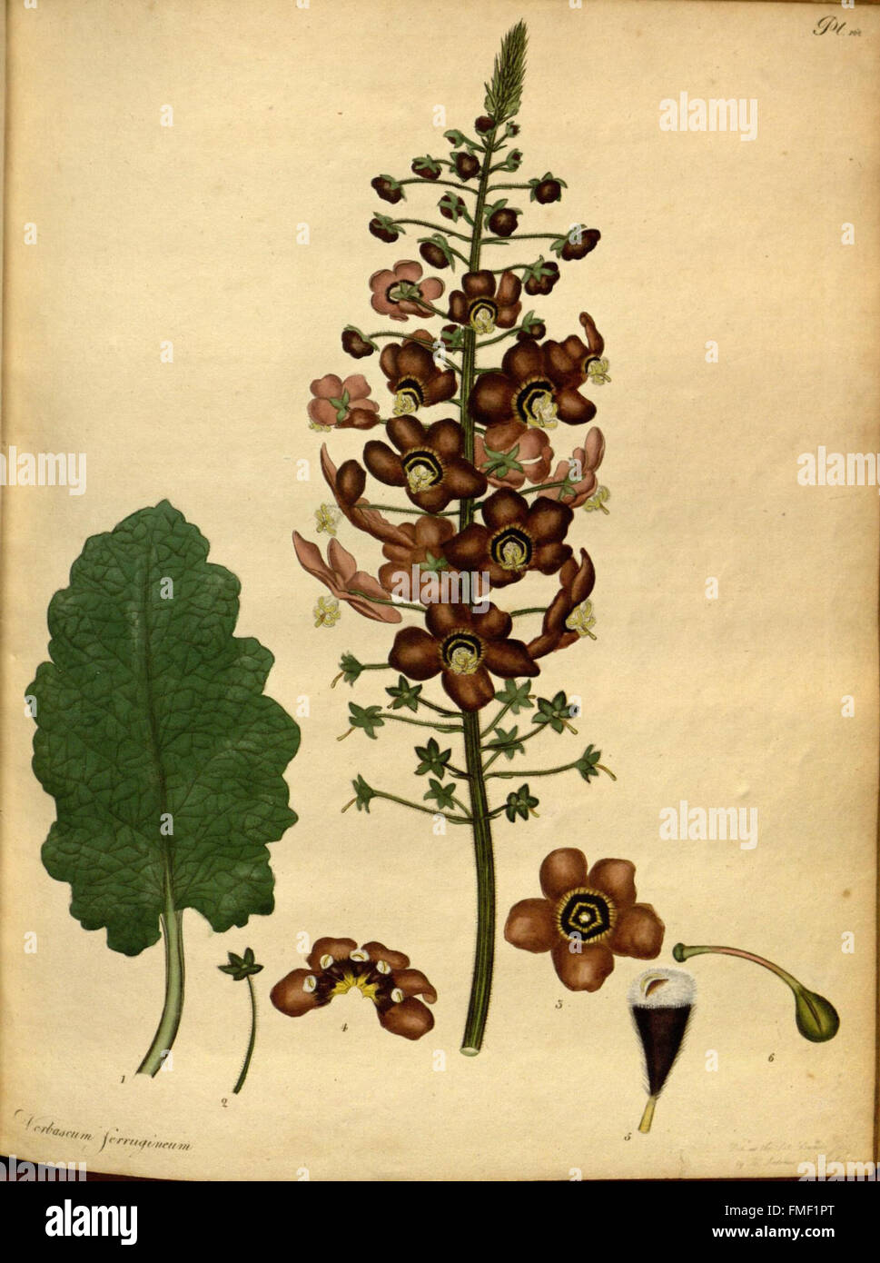 Plate 162 from *The Botanist's Repository* features newly discovered ...