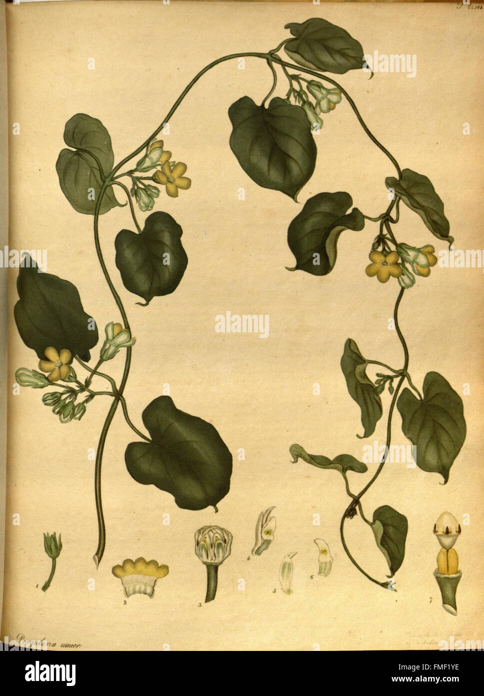 Plate 184 from 'The Botanist's Repository' illustrates rare and newly ...