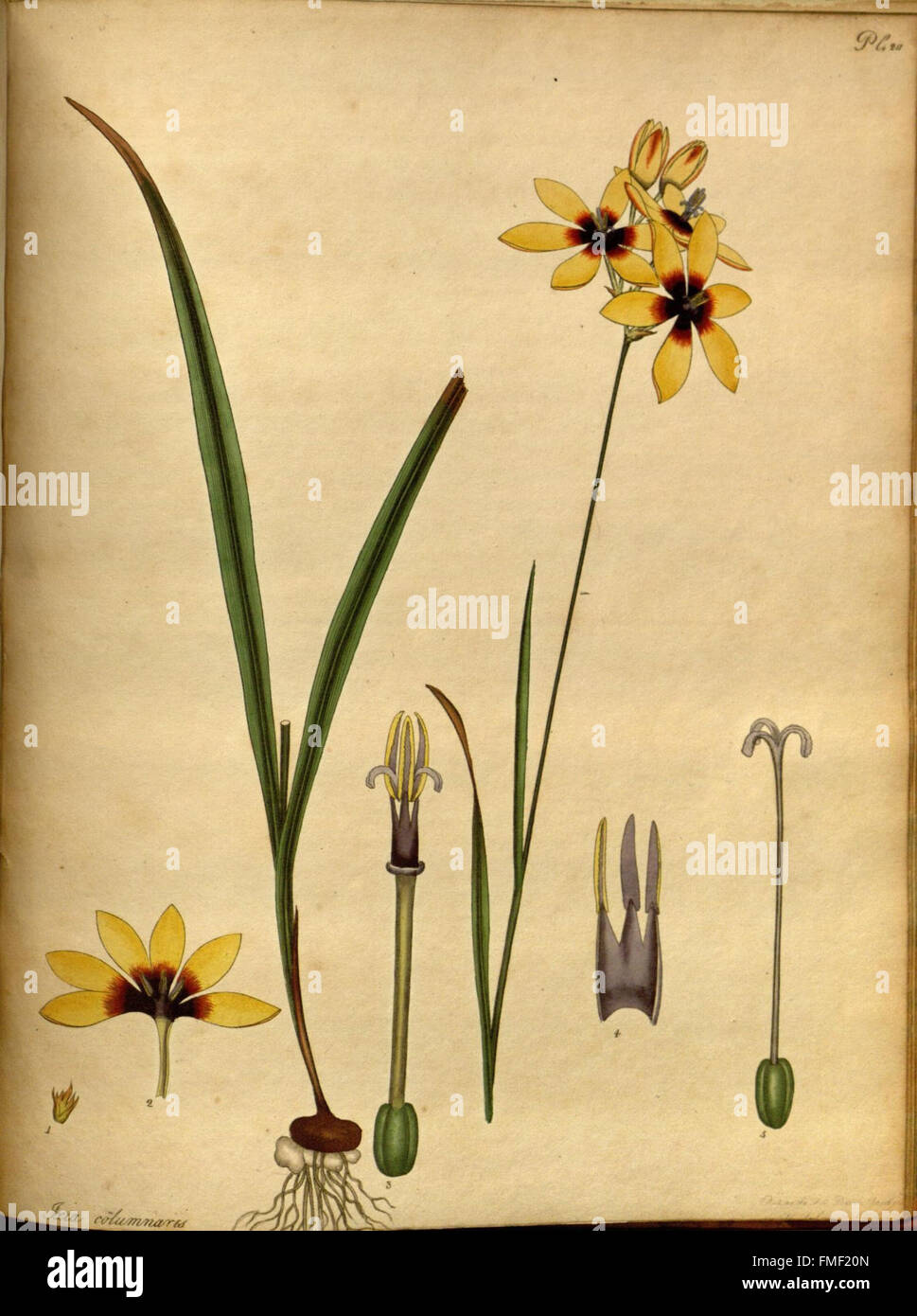 This plate from 'The Botanist's Repository' showcases new and rare ...