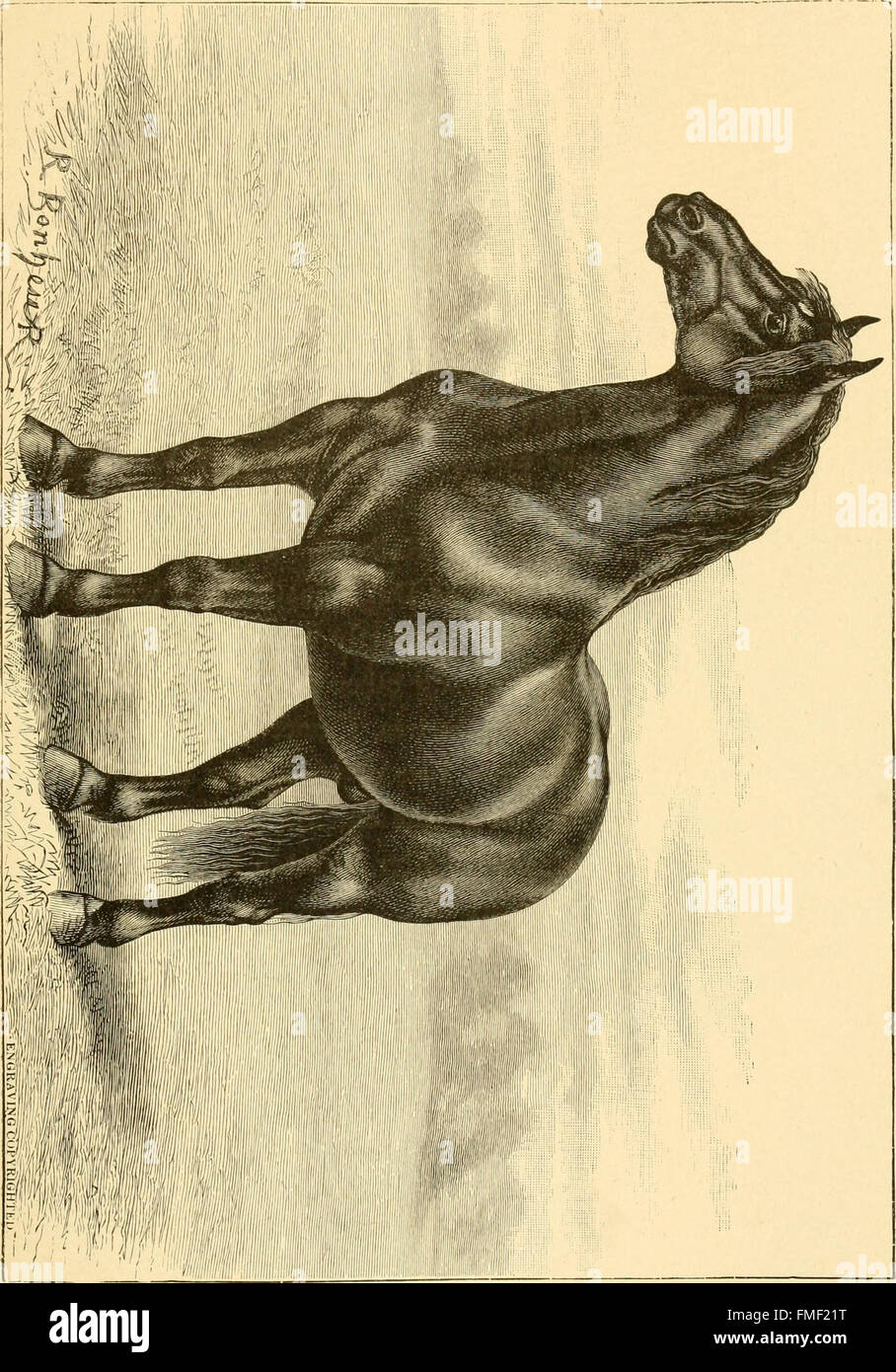 'The Breeds of Live Stock and the Principles of Heredity' (1887 ...