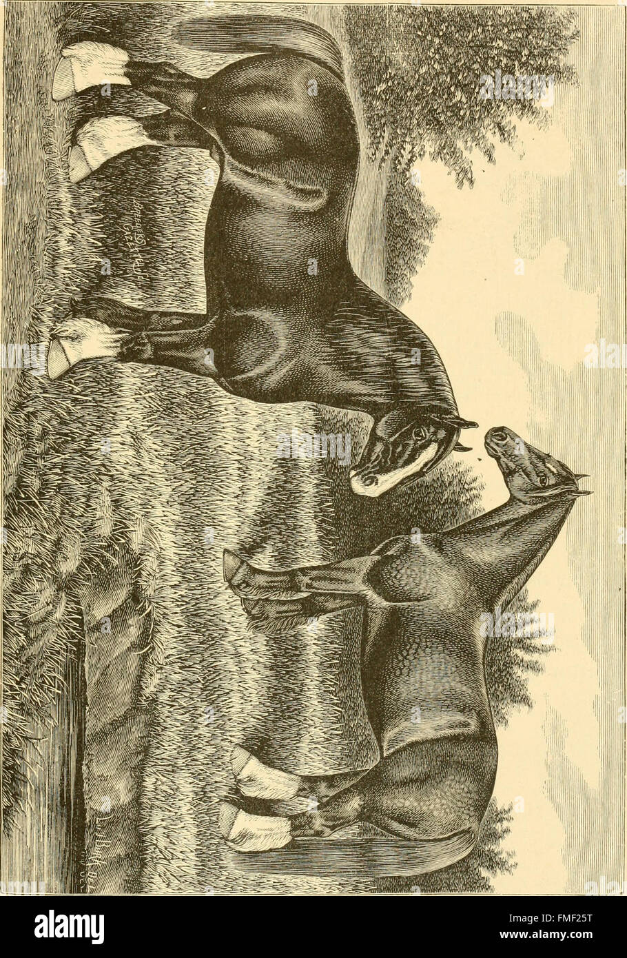 *The Breeds of Live Stock, and the Principles of Heredity* (1887 ...