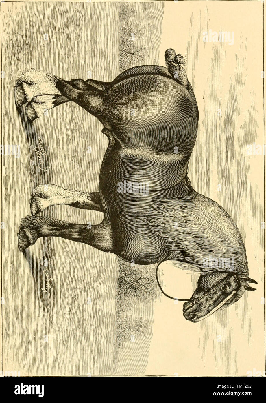 'The Breeds of Live Stock' (1887) offers a detailed study of various ...