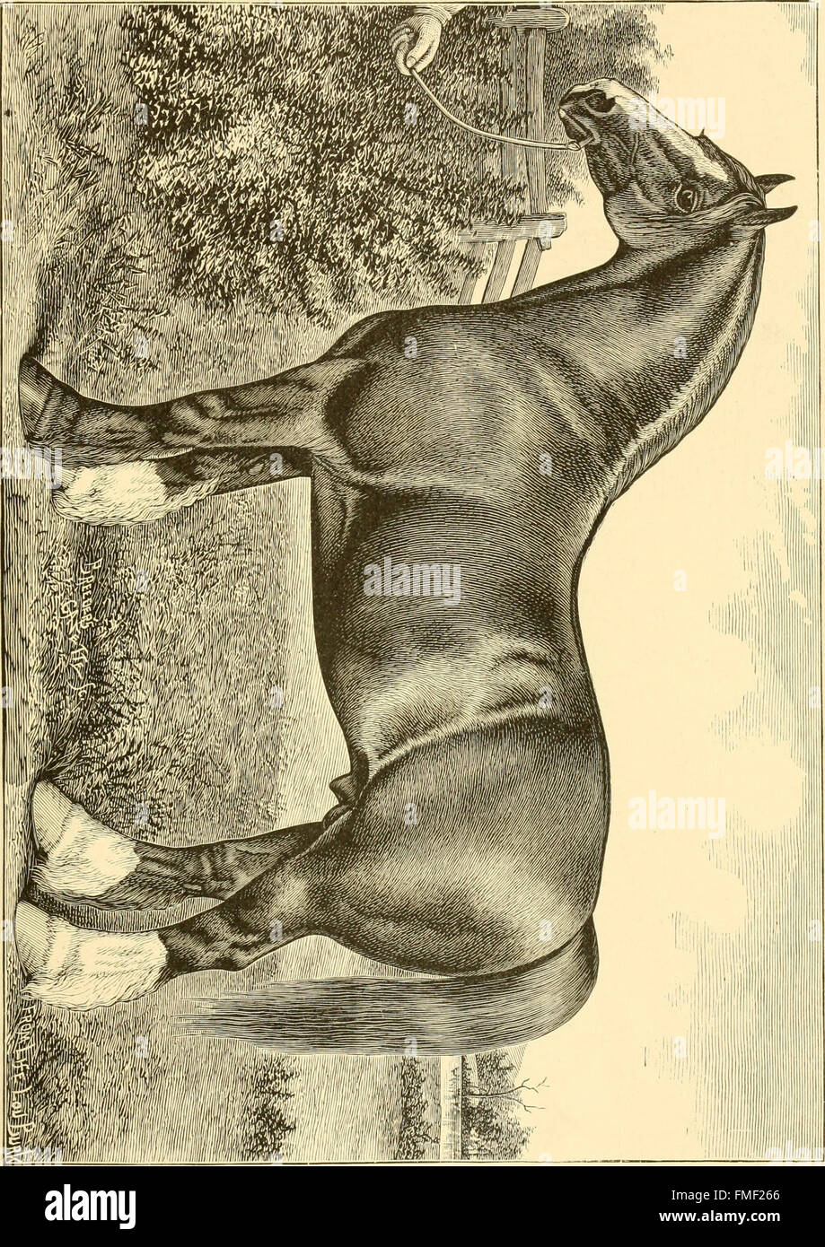 'The Breeds of Live Stock, and the Principles of Heredity' (1887 ...