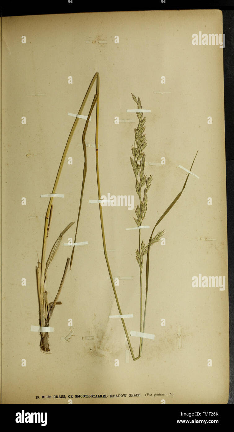 This 1896 work provides a detailed portfolio of British grasses, forage ...