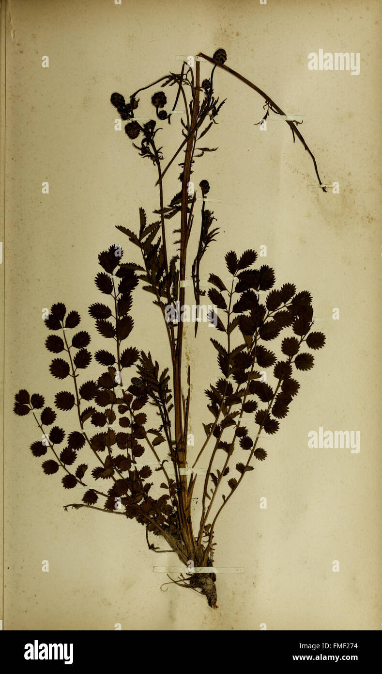 The 1896 edition of 'The British Farmer's Plant Portfolio' provides ...