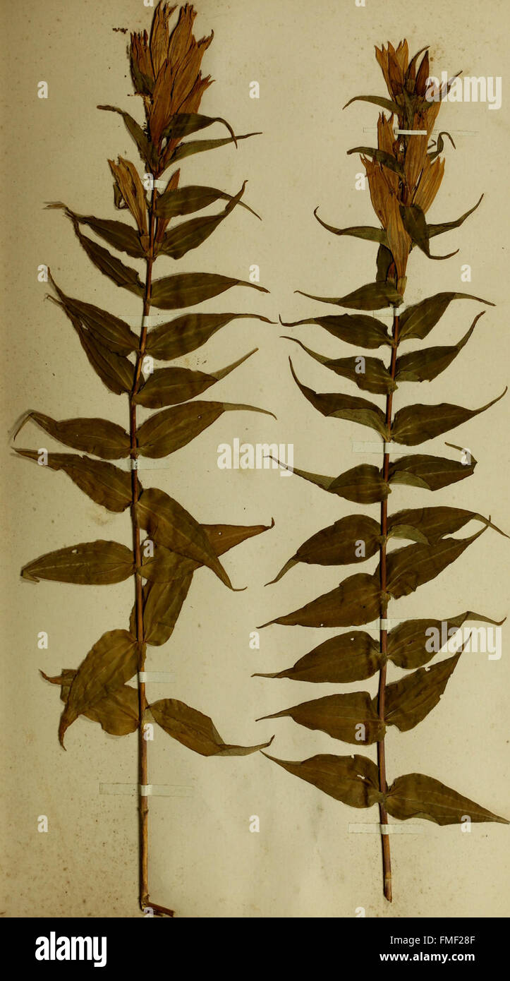 This 1896 work provides a comprehensive portfolio of British grasses ...