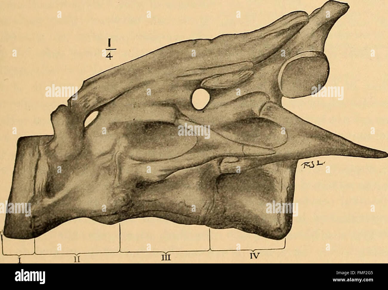 'The Ceratopsia' (1907) examines the fossilized remains of ceratopsid ...