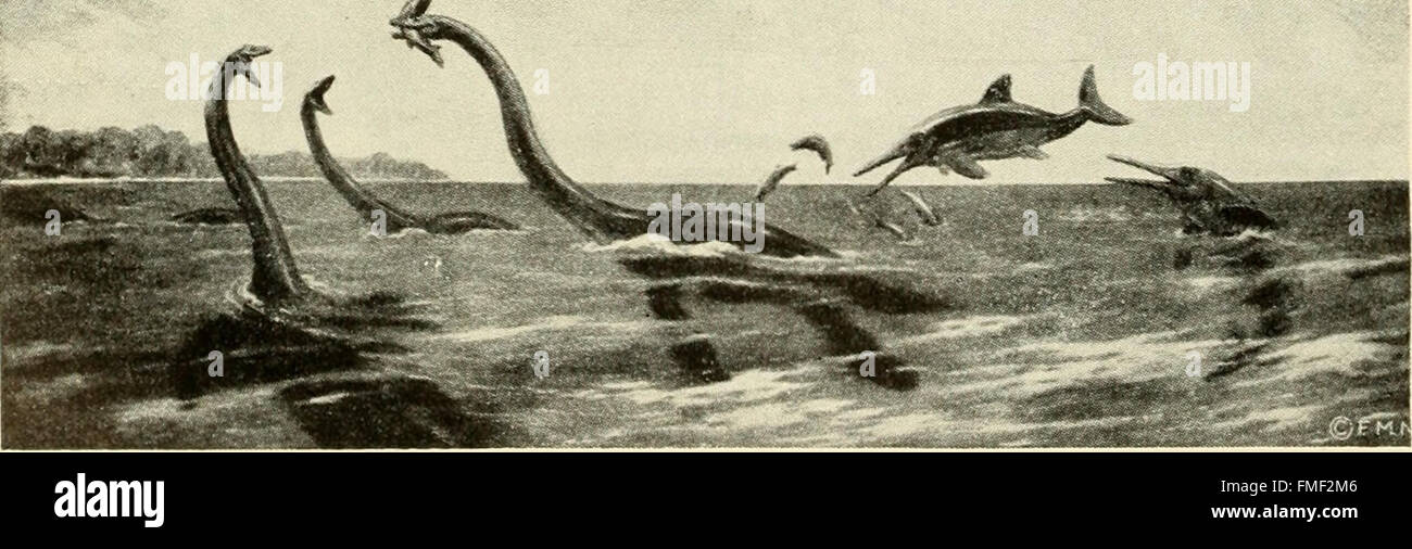 This work provides a comprehensive study of chordates, a major group of ...