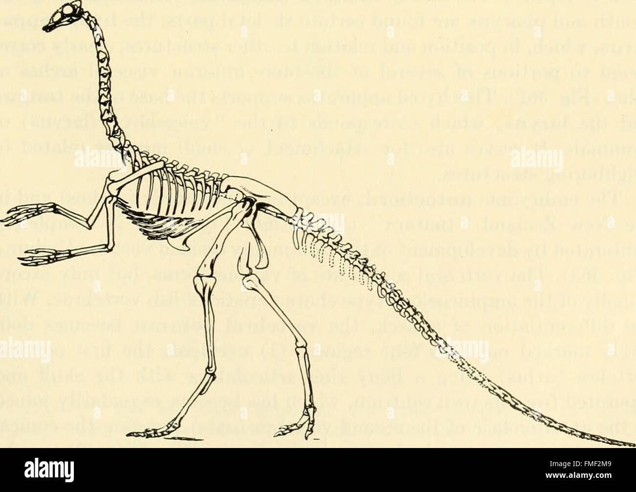 'The Chordates' (1950) provides an in-depth study of the phylum ...