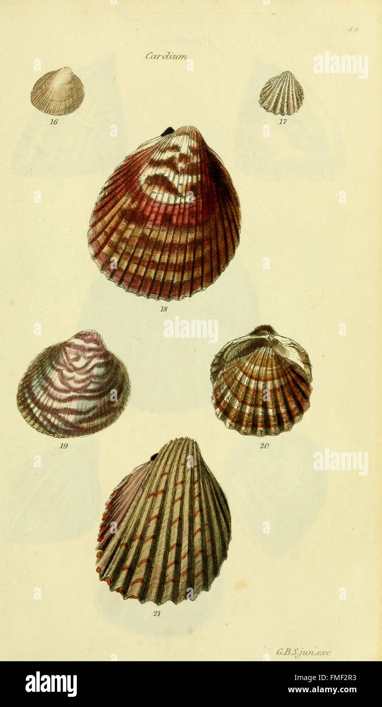 This work showcases detailed illustrations of previously unfigured ...