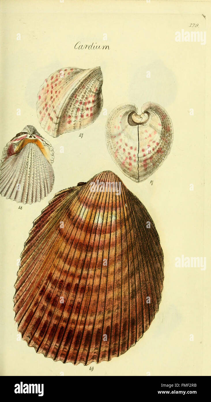 This work presents conchological illustrations featuring recently ...