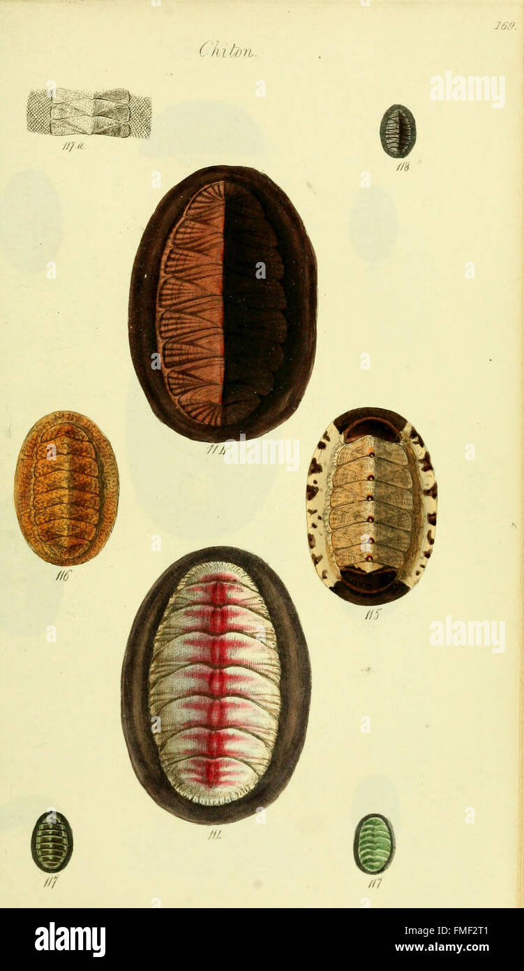 'The Conchological Illustrations' presents colored figures of ...