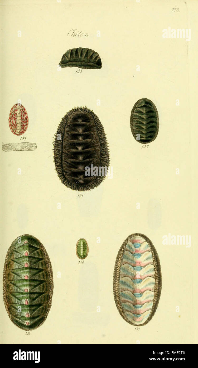 This work presents colored illustrations of previously unfigured marine ...