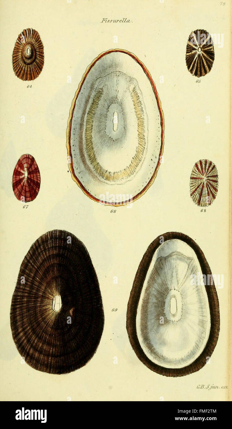 This illustrated work showcases previously unillustrated marine shells ...
