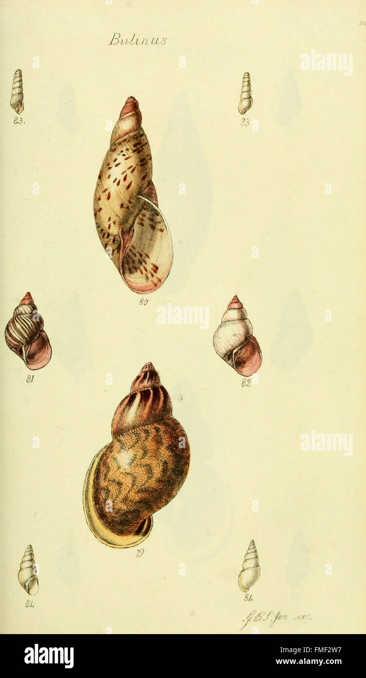 This work offers detailed colored illustrations of marine shells ...