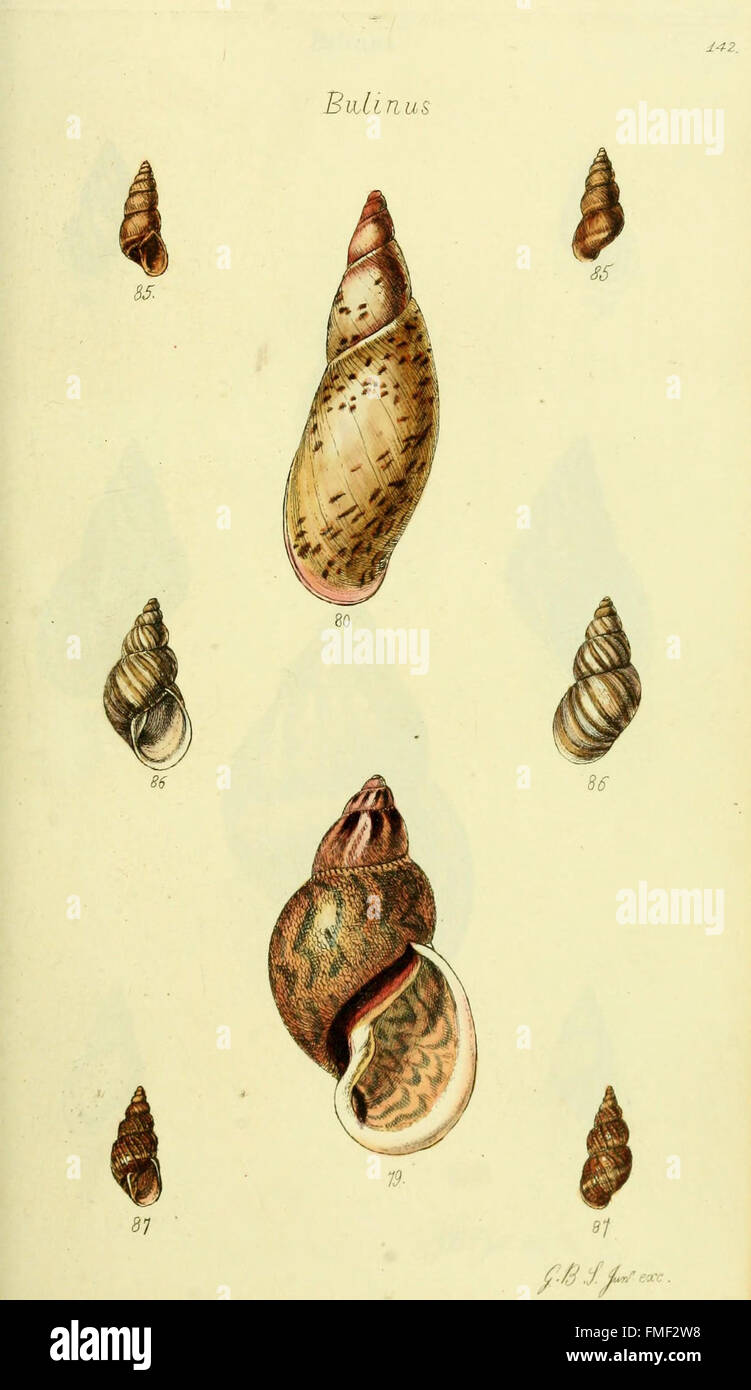 *The Conchological Illustrations* provides coloured depictions of ...