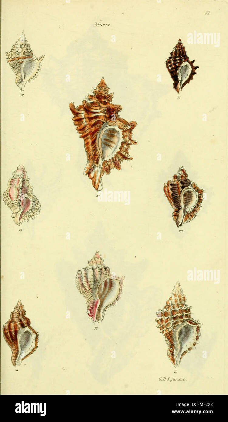 *Conchological Illustrations* offers detailed colored figures of ...